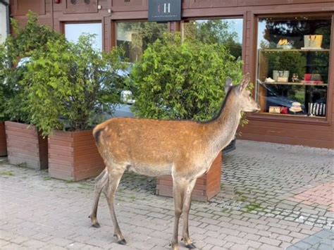 Zakopane Para jeleni przechadzała się ulicami miasta Turyści nagrali