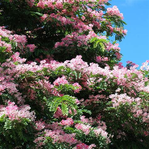 كاسيا نودوزا Alqalamoonnurseries