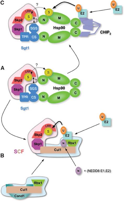 A Role For Hsp90sgt1 In Scf Assembly A Previous Observations And