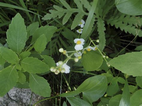 Minnesota Seasons Broad Leaved Arrowhead