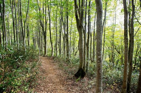 Discover Why The Shin Etsu Trail Is Japans Ultimate Hike Tokyo Weekender