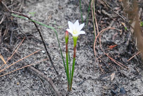 Rain Lily Simpson S Rain Lily