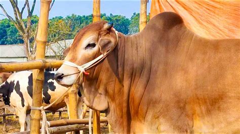 Bull Videos Qurbani Cow 2024 Qurbani Hat 2023 Gabtoli Gorur Haat