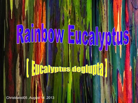 Rainbow Eucalyptus Pps