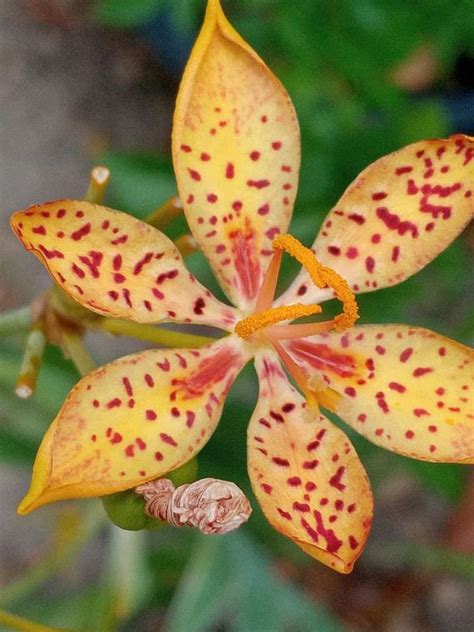 En Vacker Gul Blomma Pussel Online