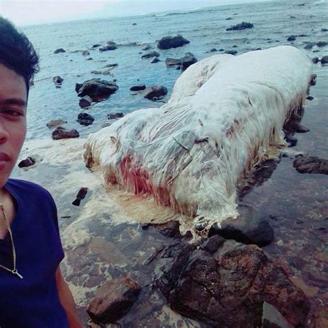 Que infernos é esta bolha gigante e peluda que apareceu nas Filipinas HypeScience