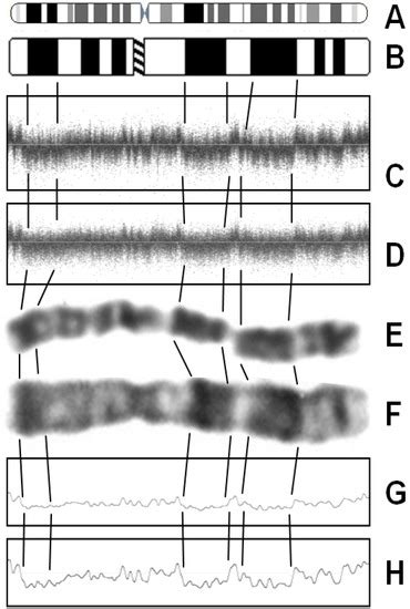 Microarrays Special Issue Copy Number Variation Microarrays In Basic Research And Clinical