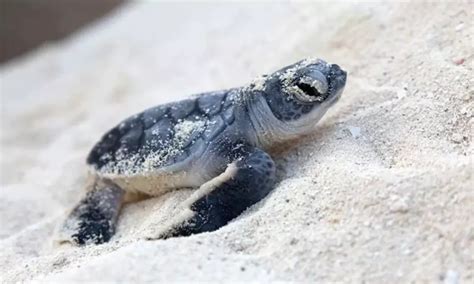 How Long Do Sea Turtle Eggs Take To Hatch