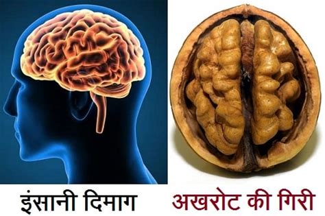 अखरट खन क 27 फयद कतन खए Akhrot ke fayde Walnut