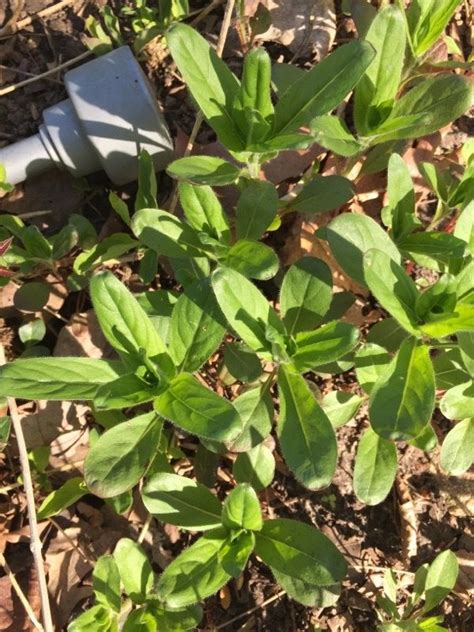 Zinnia Seedlings