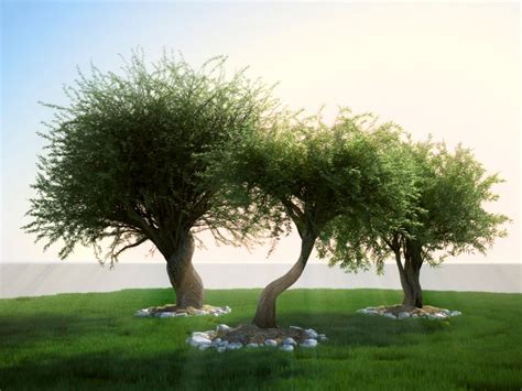 Maya 및 3dsmax를위한 사실적인 애니메이션 올리브 나무 Olea 컬렉션 3d 모델 39 Obj Unknown