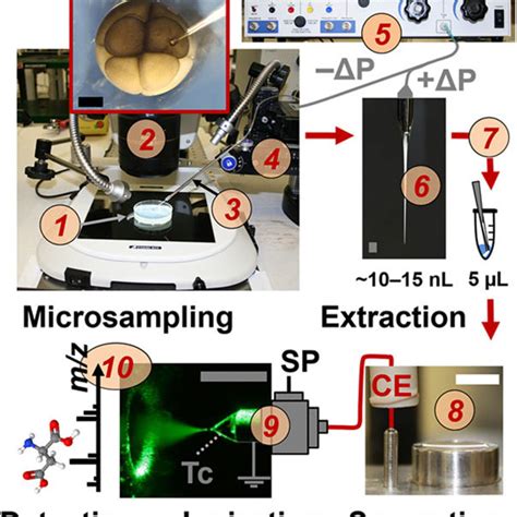 Pdf Ce Ms For Metabolomics Developments And Applications In The Period 2016 2018