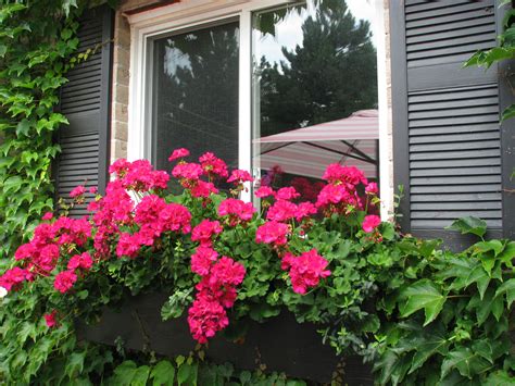 Window Boxes With Ivy Geraniums At Mercedes Jackson Blog