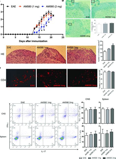 Am580 Fails To Suppress Eae C57bl6 Mice 8 10 Weeks Old Were