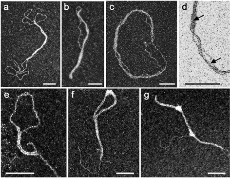 Complexes Formed Between Vpr And Dsdna Observed By Tem In Dark Field