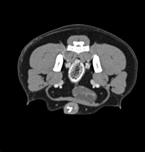 Sacral Lymph Nodes Vet Anatomy Imaios