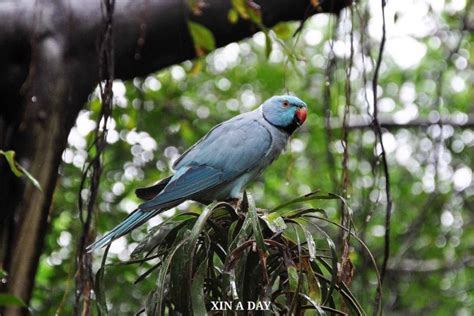 【吉隆坡旅游】吉隆坡飞禽公园 Kl Bird Park Xin A Day 昕 一 天