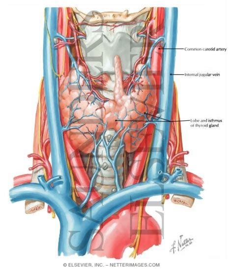 Thyroid Gland Anatomy Netter