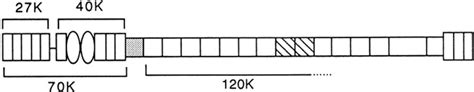 Fibronectin Fragments Schematic Representation Of Fibronectin