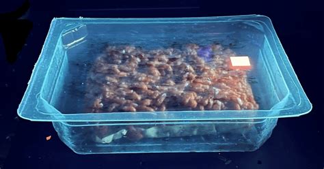 Printable Sensors The Cutting Edge Technology Detecting Food Spoilage