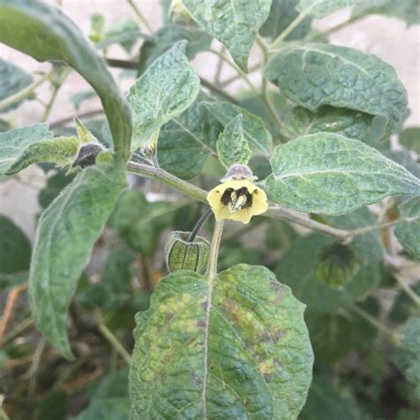 Stages Of Physalis Peruviana
