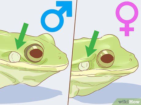 How To Tell If Your Tree Frog Is Male Or Female 9 Steps