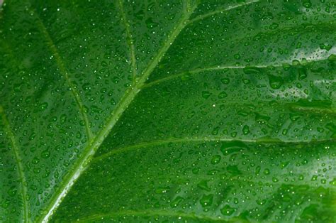 떨어지는 비는 녹색 식물 잎에 떨어진다 카추 파타 또는 매머드 코끼리 귀 타로 코코얌과 아침에 이슬의 신선한 물 빗방울 여름 비