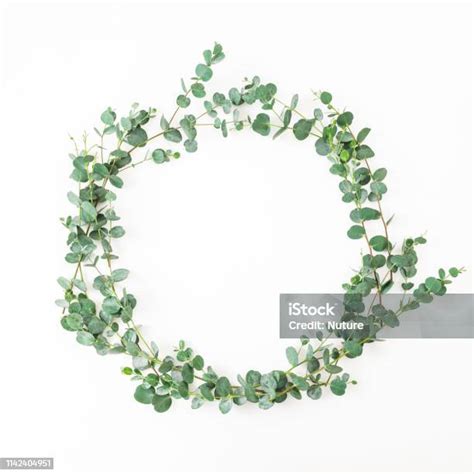 꽃 라운드 프레임 유칼립투스 잎 흰색 배경에 고립 플랫 레이 평면도 화관에 대한 스톡 사진 및 기타 이미지 화관 꽃무늬 잎 Istock