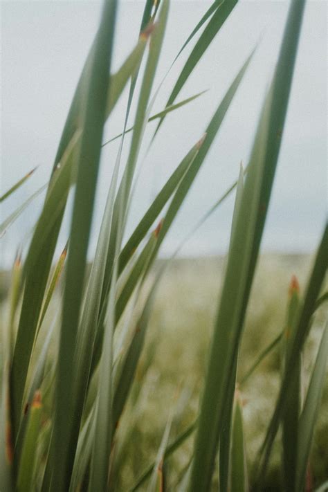 Nokia Grass And Sky Wallpaper