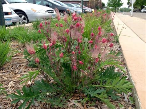 Роза де Сарон (11 снимки): описание на цветето Prairie Smoke. Къде ...