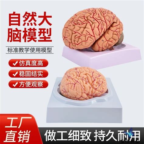 Good Quality Human Body Brain Structure Anatomy Model Brain Function Partition Brain Neural