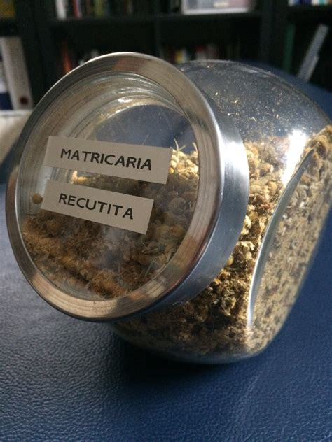 Health Benefits Of Chamomile Plattsville Natural Health Clinic