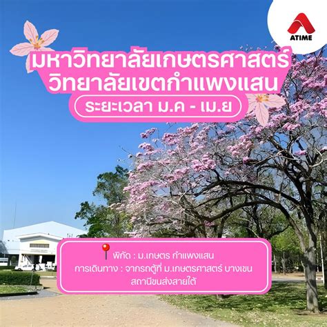 แจกพิกัดไปถ่ายรูปกับ ดอกชมพูพันธุ์ทิพย์ ปี 2568