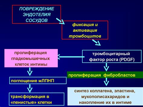 Патофизиология кровеносных сосудов Артериальная гипертензия и
