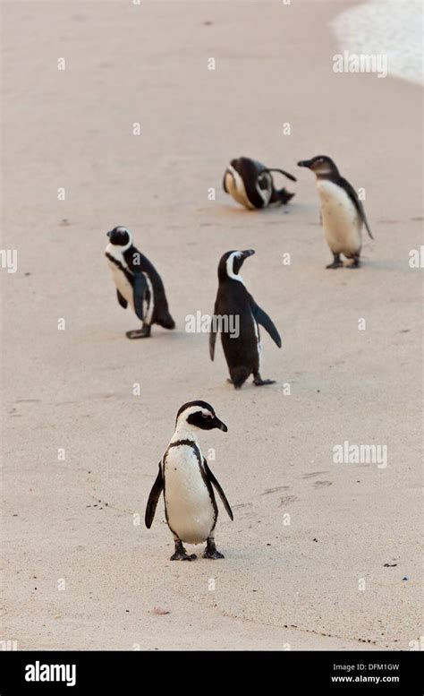 African Penguin Spheniscus Demersus Boulders Beach Table Mountain National Park False Bay