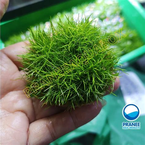 หญ้าแฮร์กลาส มินิ Hairgrass Mini เนื้อเยื่อ ต้นไม้น้ำ ต้นไม้น้ำตกแต่งตู้ปลา กรุณาอ่าน