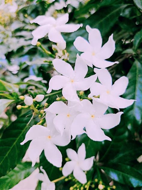 Lilly Beauti Stock Photo Image Of Peace Beauty Full