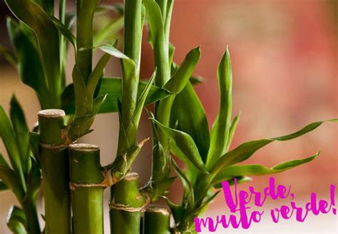 Feng Shui 10 dicas para harmonizar sua casa já Juro Valendo