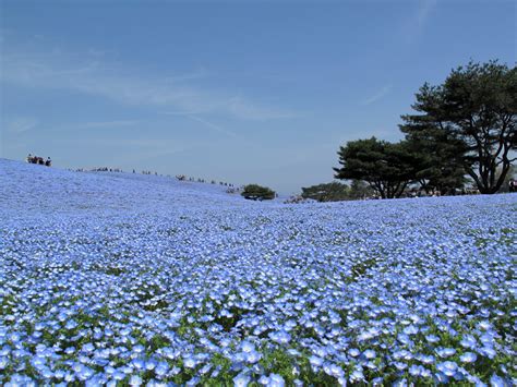 天と地がひと続きになる豊かなブルーの世界 日本の美しい色風景