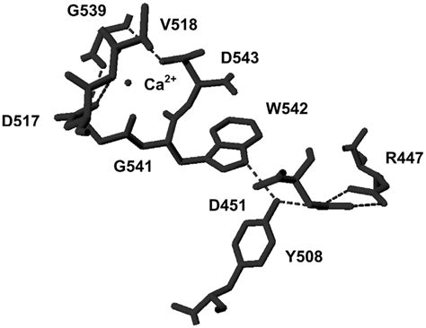 Interaction Between Ca 2 Binding Amino Acid Residues And Download