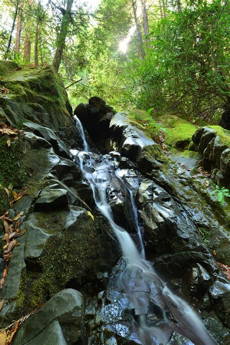Twin Trees Forest Save The Redwoods League