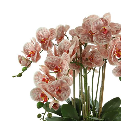 Orchids In Round Ceramic Planter Playtpus Home