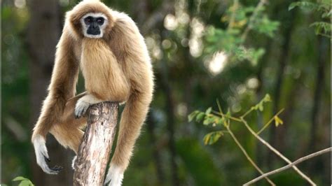 Gibbons Ape