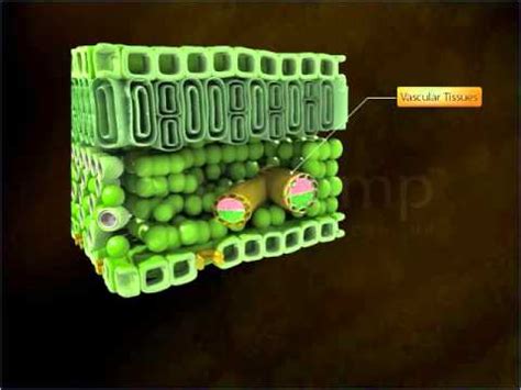 Class 10 Science The Leaf Structure YouTube
