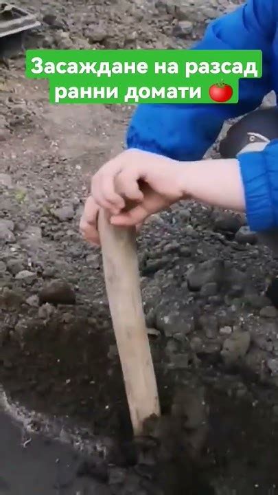 Засаждане на разсад ранни домати 🍅 Youtube