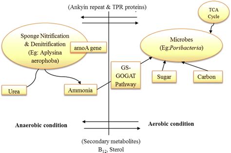 Ecological Interactions And Functional Roles Of Sponge Associated