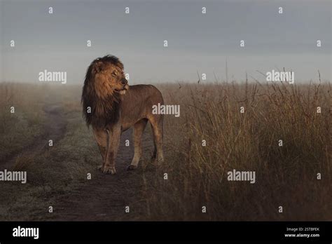 Great King Of African Savanna Lion Lorkulup From Black Rock Pride
