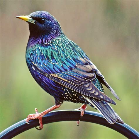 Starling Artofit