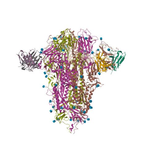 RCSB PDB UKL Cryo EM Structure Of Antibody In Complex With Prefusion SARS CoV Spike
