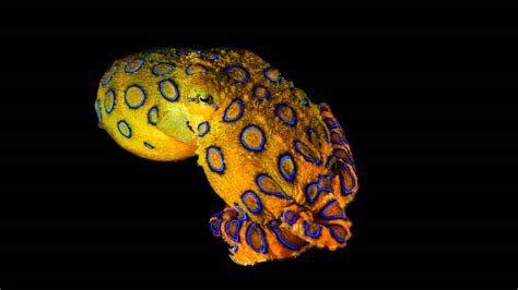 Blue Ringed Octopus Eating A Crab